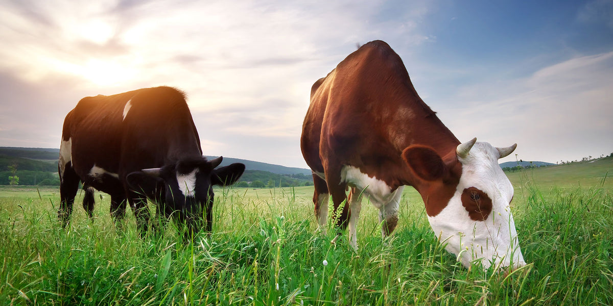 ¿Qué es Yatren? | Difesa