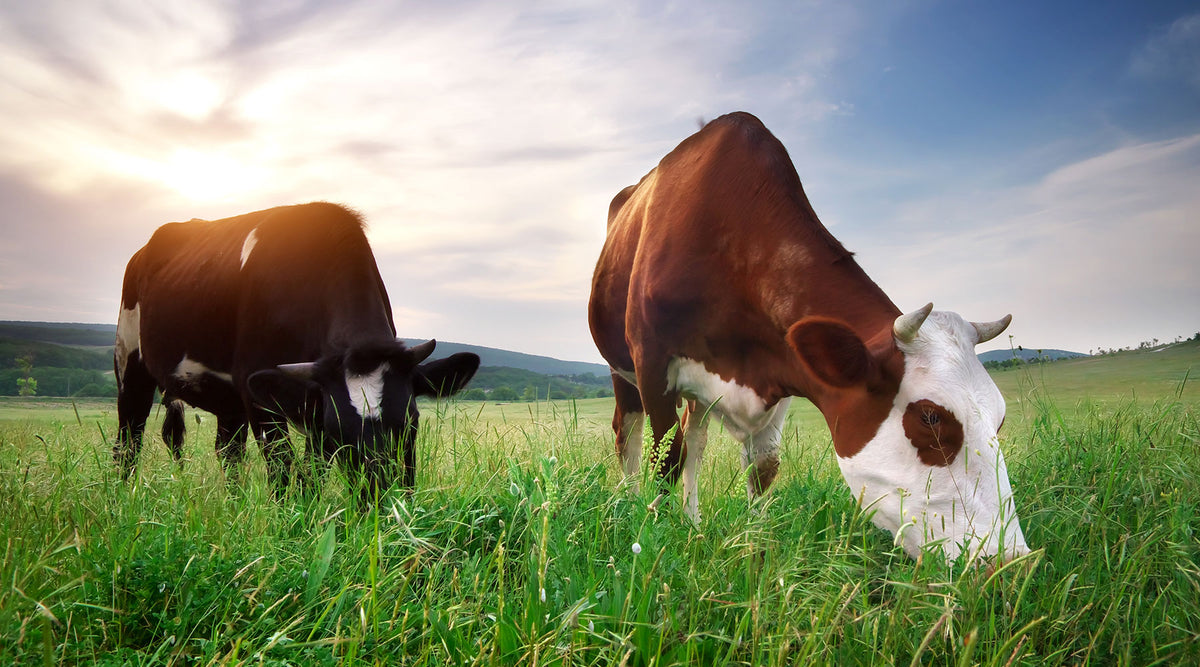 ¿Qué es Yatren? | Difesa