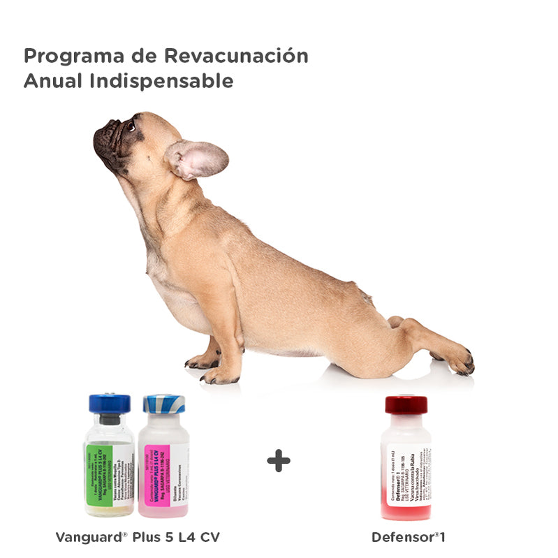 Bronchicine® CAe | Bordetella Bronchiseptica | Zoetis | Tienda